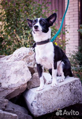 Мини Кнопочка в добрые руки