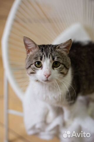 Кот с грустным взглядом