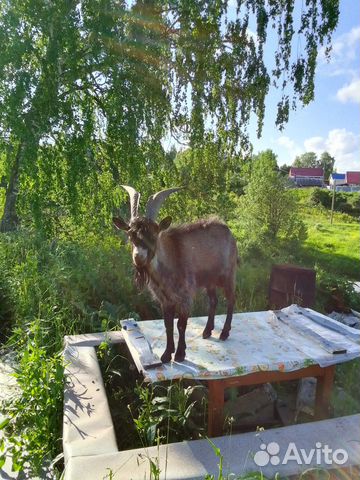 Козел и козлята