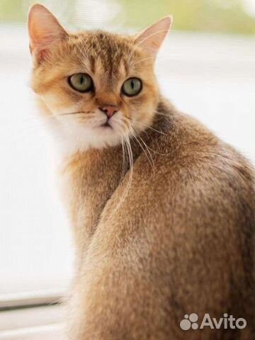 Британская шиншилла в добрые руки