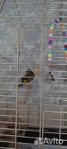 Канарейка девочка, возраст 1.5 годика