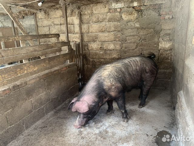 Хрячок дюрок