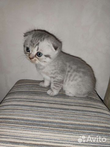 Шиншилла вислоухая кошка, котенок