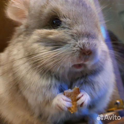 Шиншилла ангора