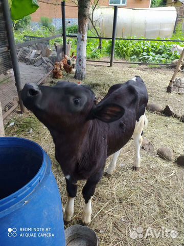 Продажа телочек