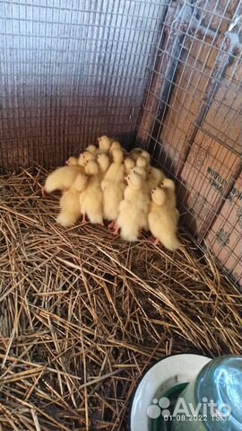 Индоутята подростки