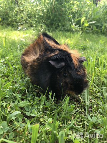 Морская свинка