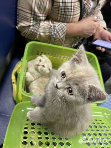Британские котята