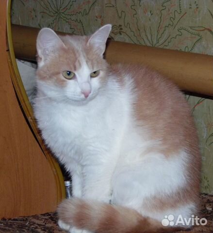 Кошка в дар