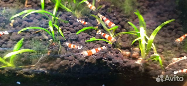 Аквариумные креветки кристалл. Молодь