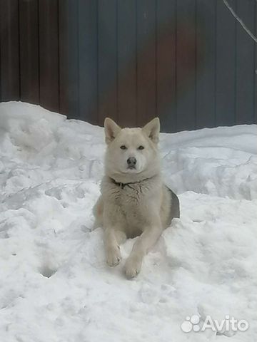 Лайка