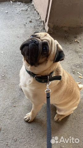 Мопс вязка бесплатно