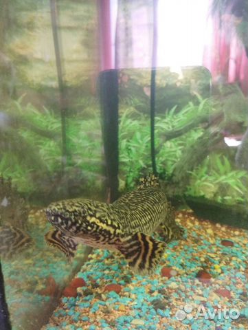 Полиптерус орнатипинис