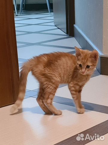 Котенок ищет дом
