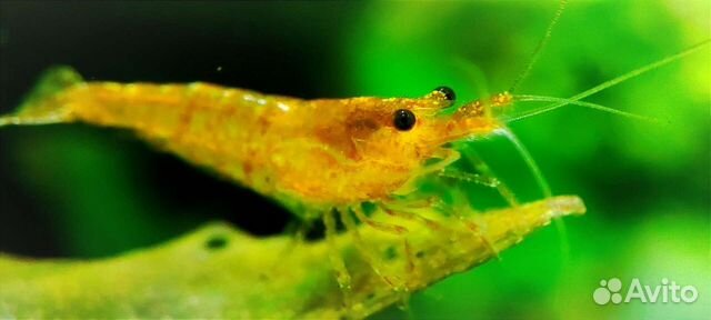 Аквариумные креветки