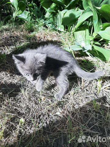 Котята. Серые девочки, черный-кот