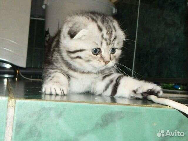 Мраморные вислоухие котята