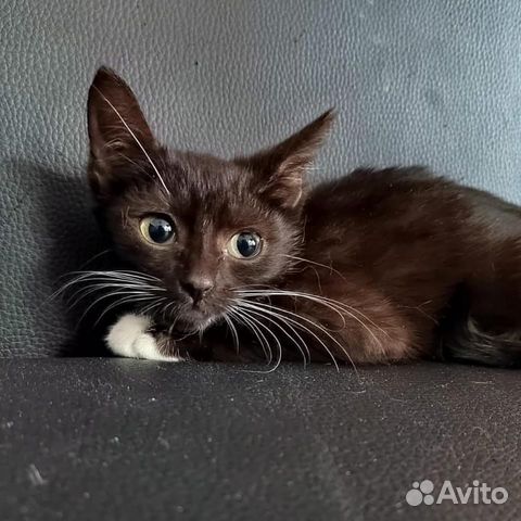 Котёнок бесплатно