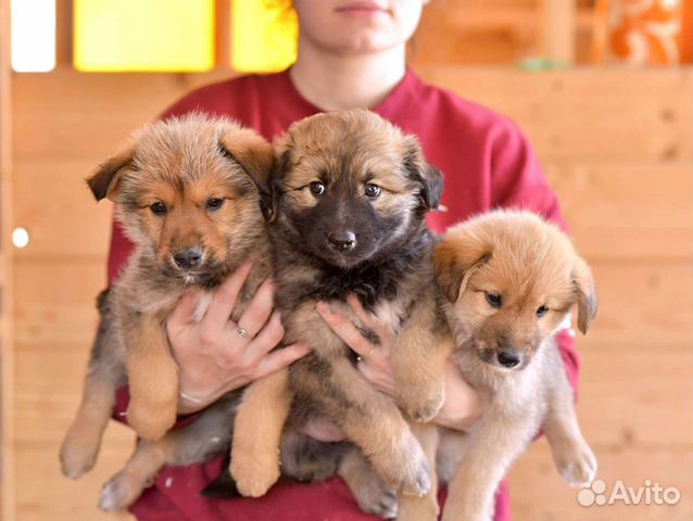 Сос, помогите пристроить щенков
