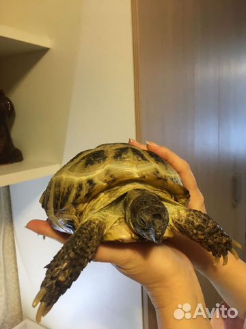 Сухопутная черепаха самка