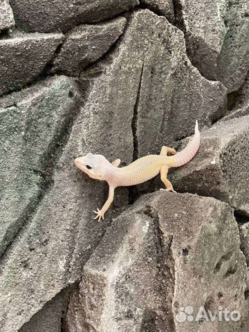 Экзотические домашние животные