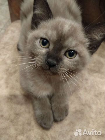Бурманские котята