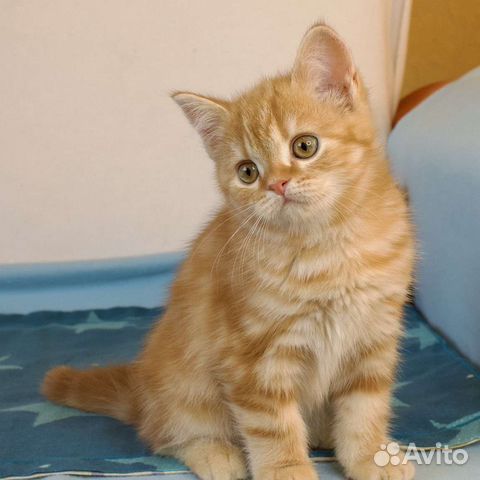 Девочки красное солнышко