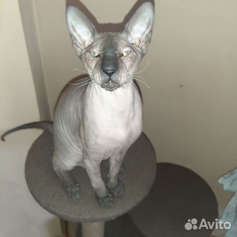 Котик Петерболд