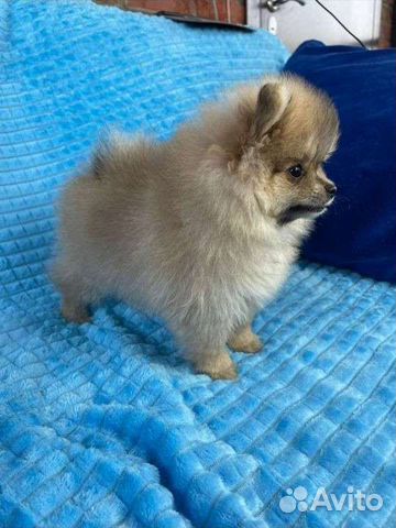 Померанский шпиц девочки мини-мишки