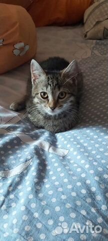 Отдам котят в хорошие руки