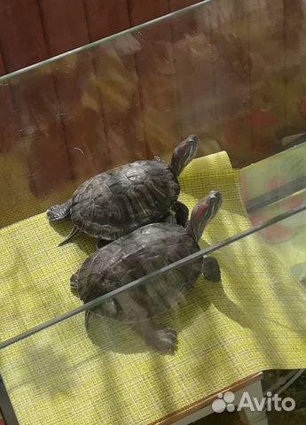 Черепахи в хорошие руки