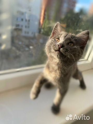 Котенок в добрые руки