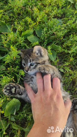 Котята в добрые руки за рубль