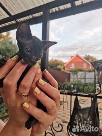 Котенок сфинкс браш