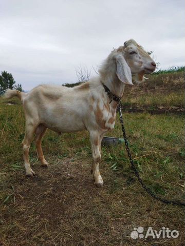 Нубийский козёл