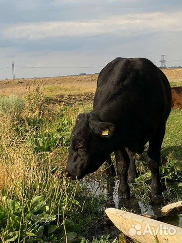 Абердин Ангус