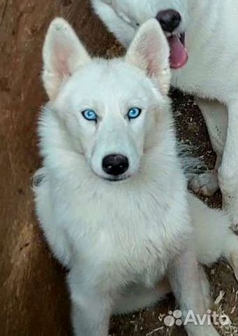 Она совершенство, волк-хаски