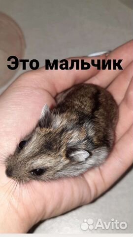 Джунгарский хомяк