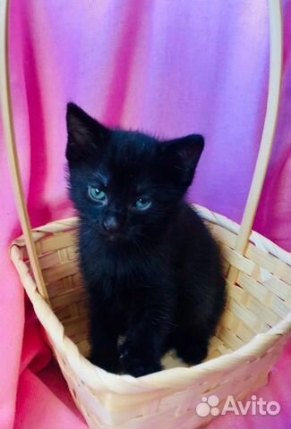 Мал, но серъёзен