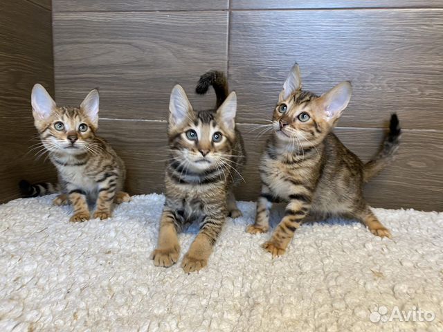 Чаузи котята Дамбо и Дина