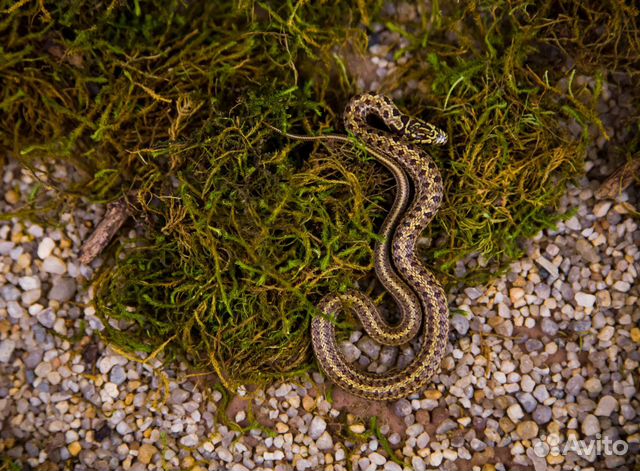 Узорчатый полоз