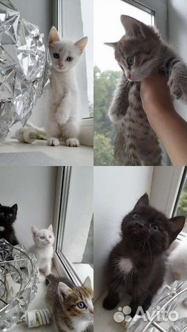 Котята в добрые руки мальчики