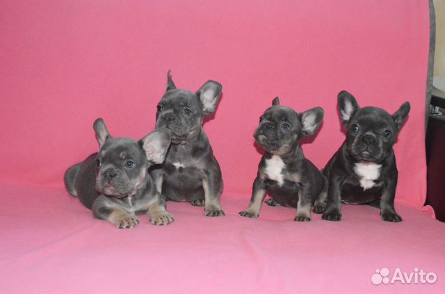 Щенки Французы Голубой с подпалом, Бело-голубые