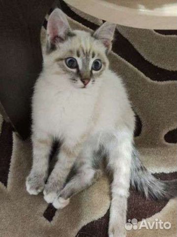 Котёнок светлый