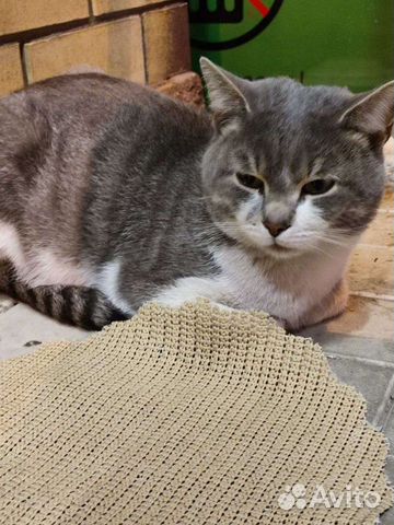 Кот Гоша 1год домашний и ласковый