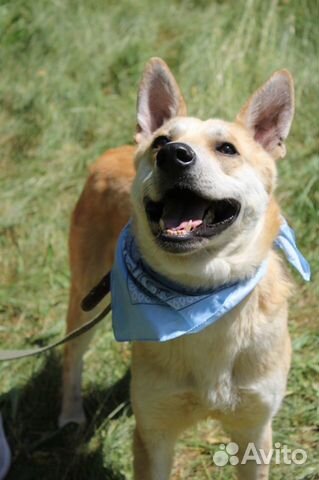 Добрый и человечный Лис