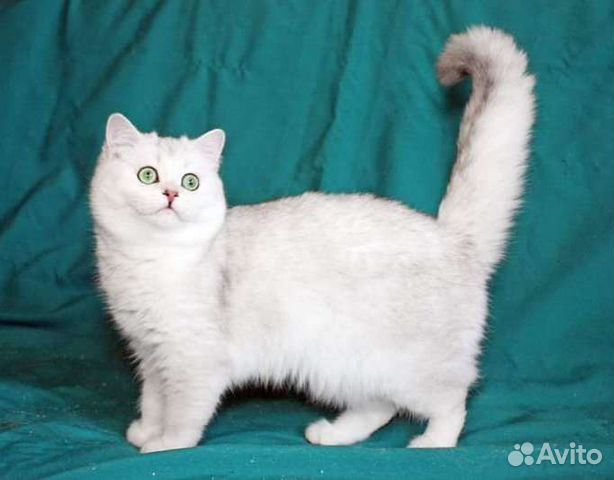 Серебристый британский котик