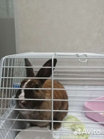 Декоративные кролики мини