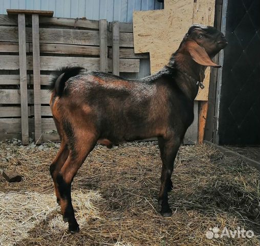 Козел для вязки