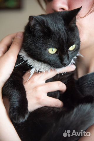Молодая ласковая кошечка